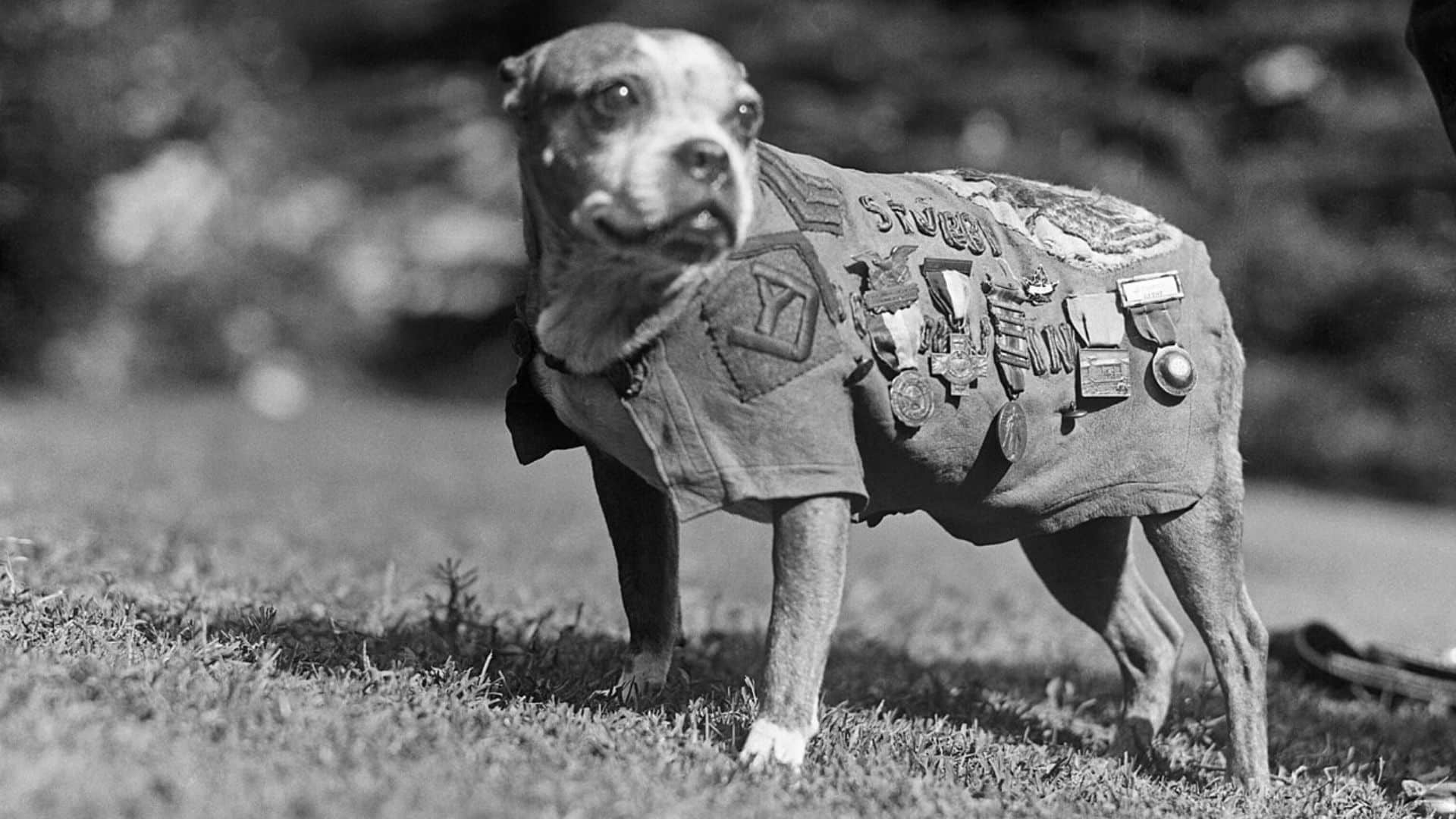 Real animals who took on very human roles