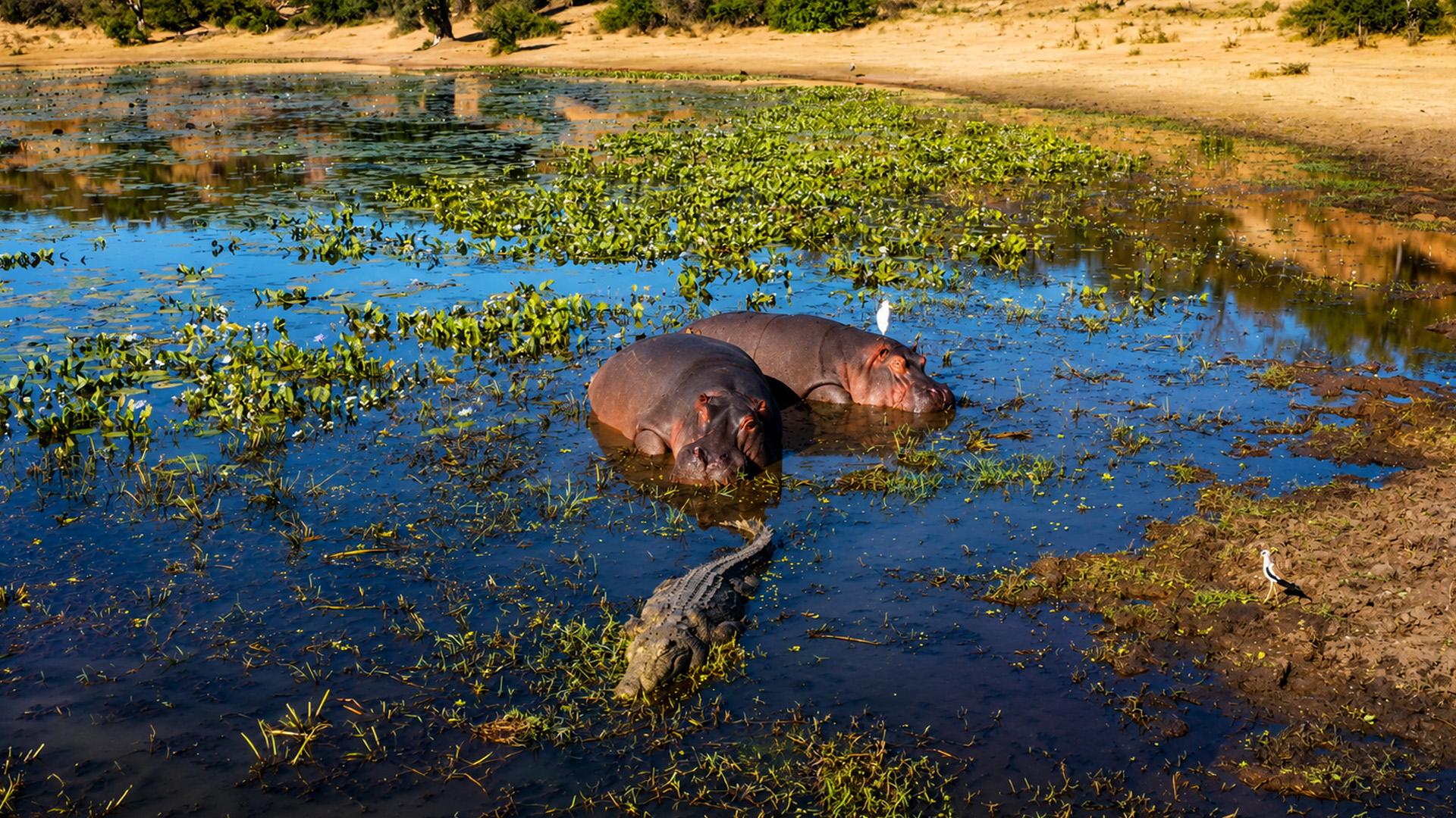 Life inside Africa’s wild wetlands