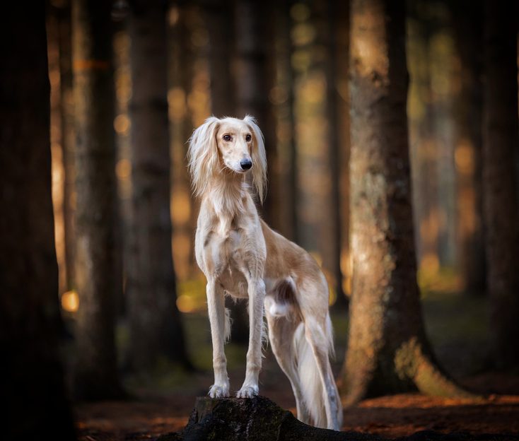 Supermodel dogs: The 10 most beautiful breeds in the world. But does ...