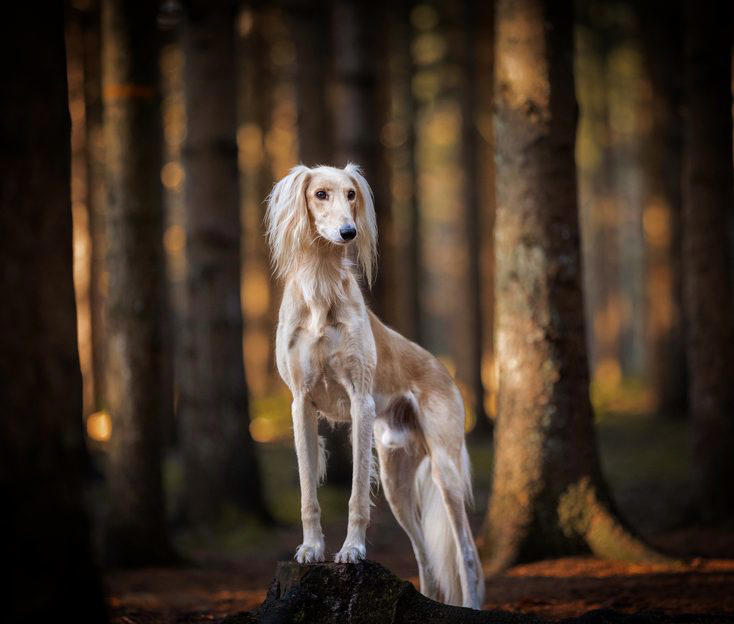 Supermodel dogs: The 10 most beautiful breeds in the world. But does ...