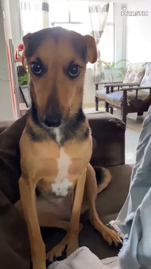 This clumsy puppy compilation is pure chaos and cuteness
