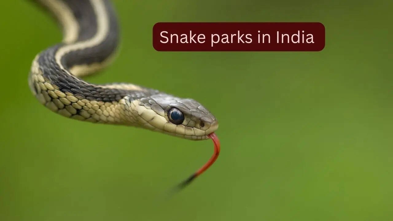 5 snake parks in India where travellers can spot rare and venomous ...