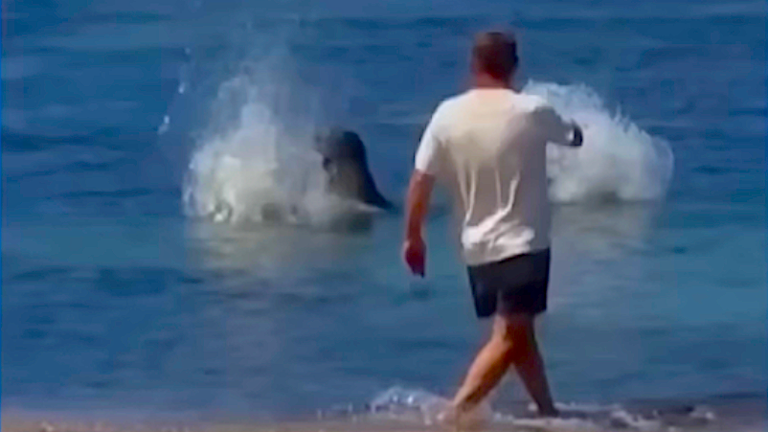 Hawaii monk seal attacker says he was a 'good Samaritan' saving turtles ...