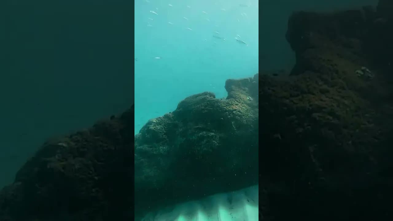 They jumped into the water… then saw this massive school of fish