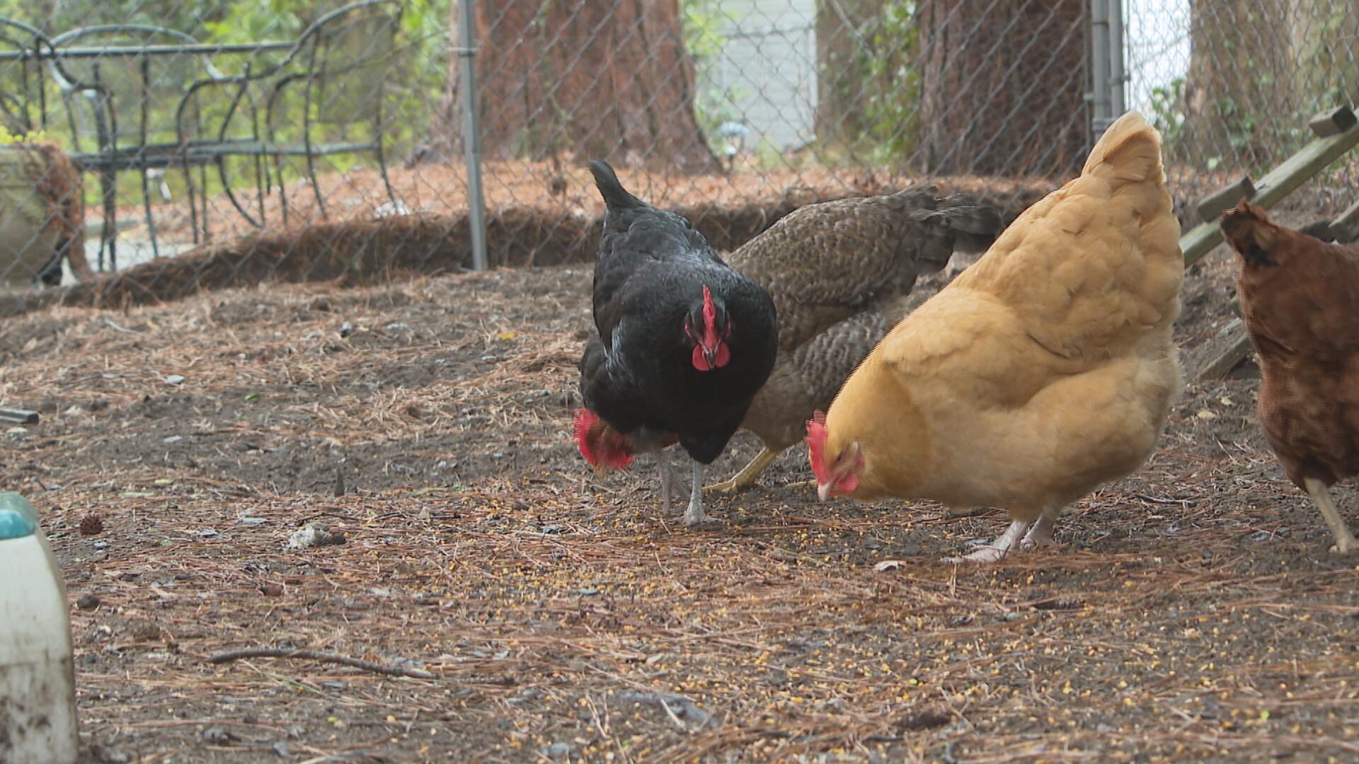 Wisconsin salmonella cases linked to backyard poultry