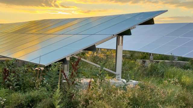 Fast-growing weeds were taking over a giant solar farm until 10 pigs ...