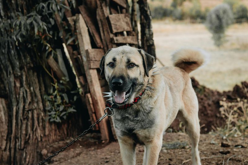 11 fearless dog breeds ever known, plus 3 steady and dependable breeds