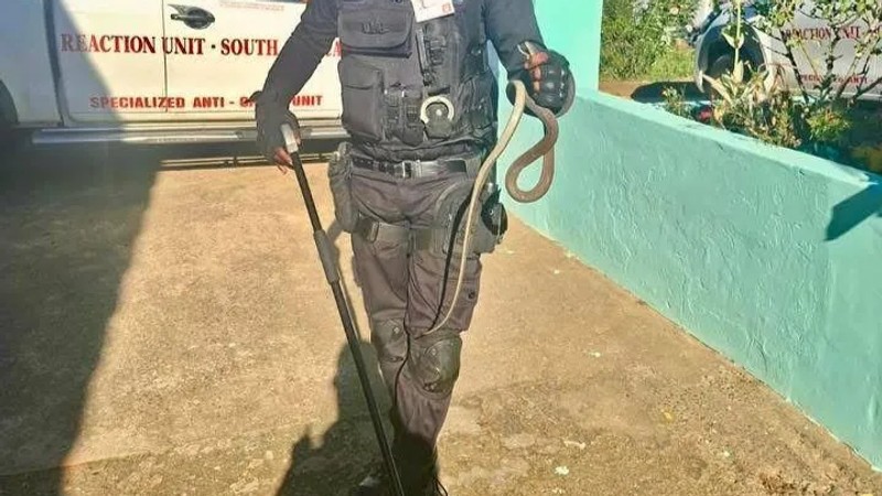 KZN couple woken up by black mamba slithering around their bedroom