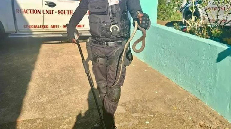 KZN couple woken up by black mamba slithering around their bedroom