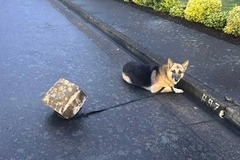 German shepherd found tied to concrete block after becoming 'frightened ...