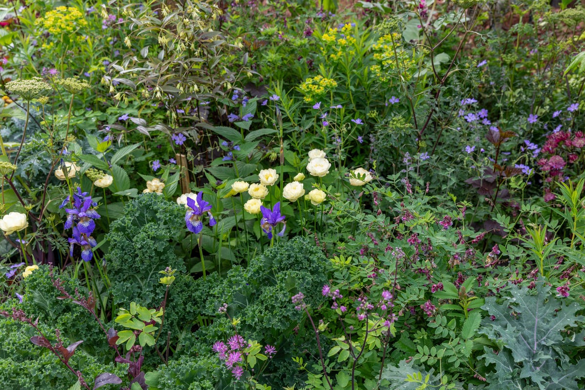 The RHS and The King's Foundation Curious Garden isn't here to impress ...