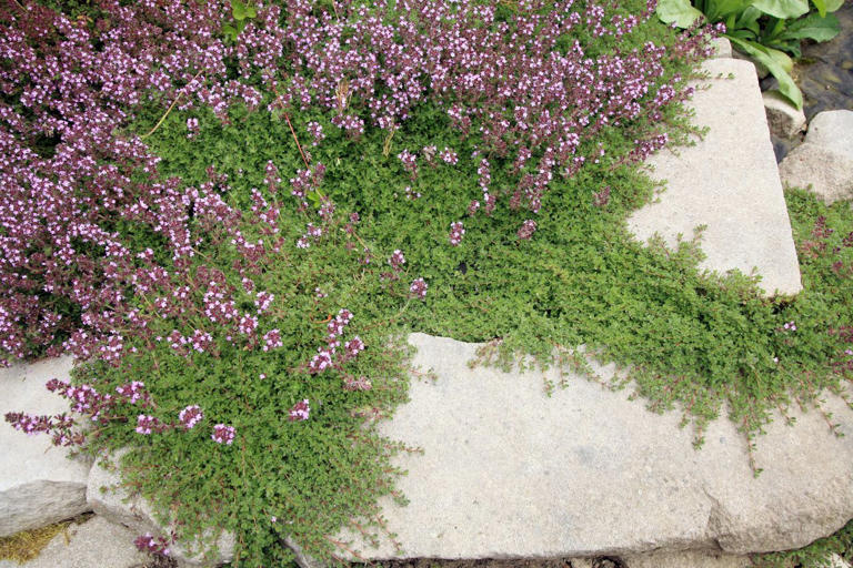 5 climbing plants that add color and charm to your home—with almost no ...