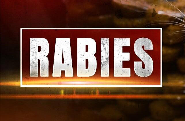 Skunk found in Cooke County tests positive for rabies, officials say