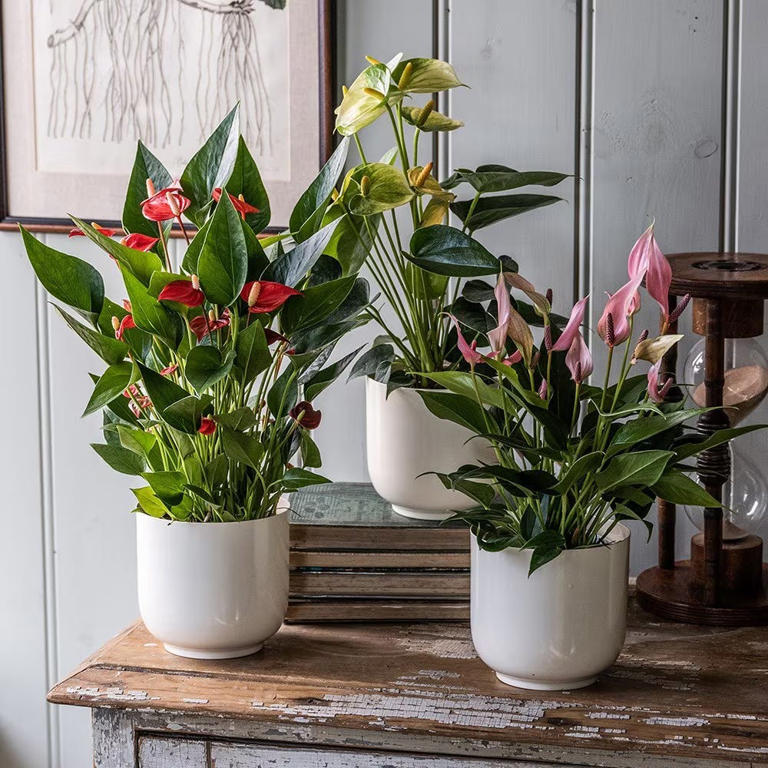The indoor plant trends taking over the RHS Chelsea Flower Show 2026