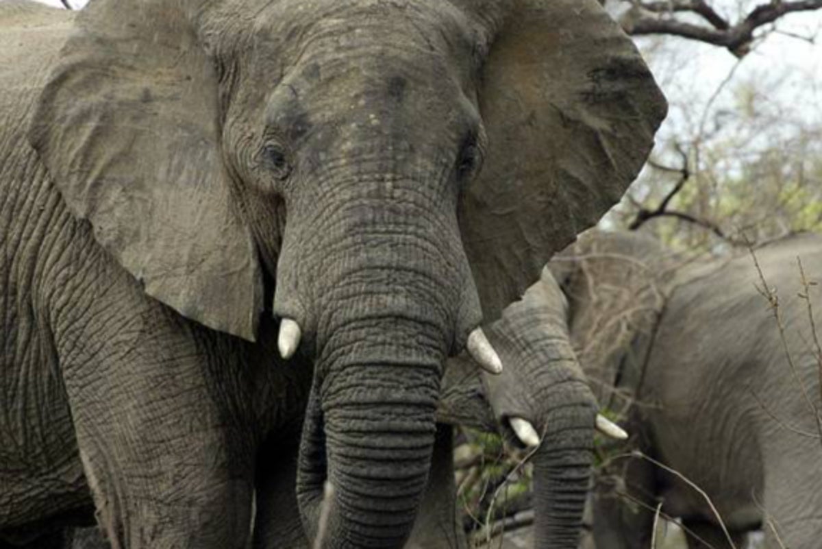 Zoo sued over claims three South African elephants are depressed