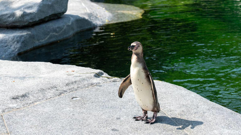 Penguin bursts with pure delight after beloved caretaker returns from ...