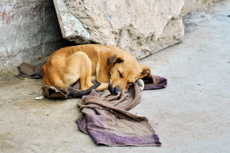 Dead or abandoned dogs 'in bags' keep showing up in a Detroit park