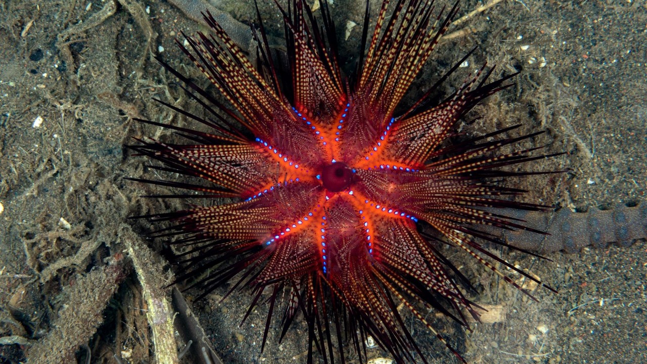 Dozens of deep-sea species just surfaced from the Pacific’s Clarion ...