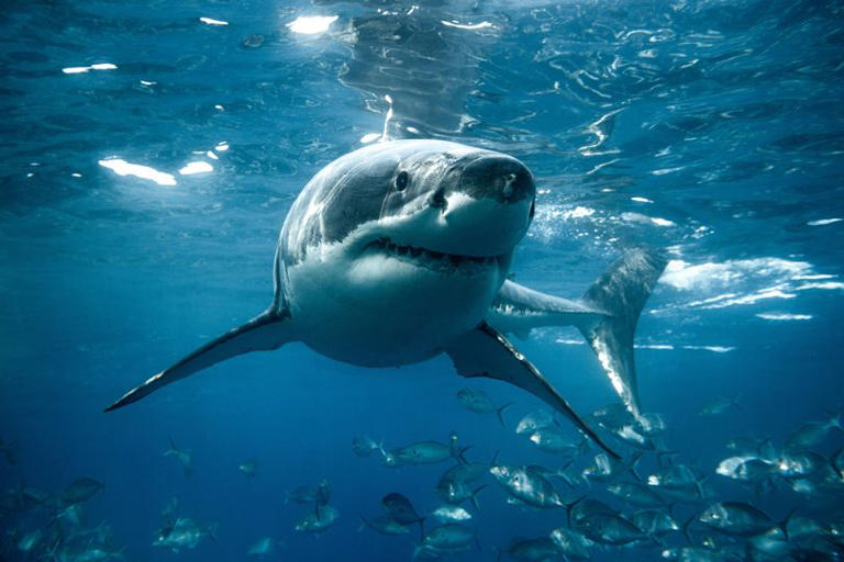 Beloved Iowa zoo to close after shark bit employee in state's first ...