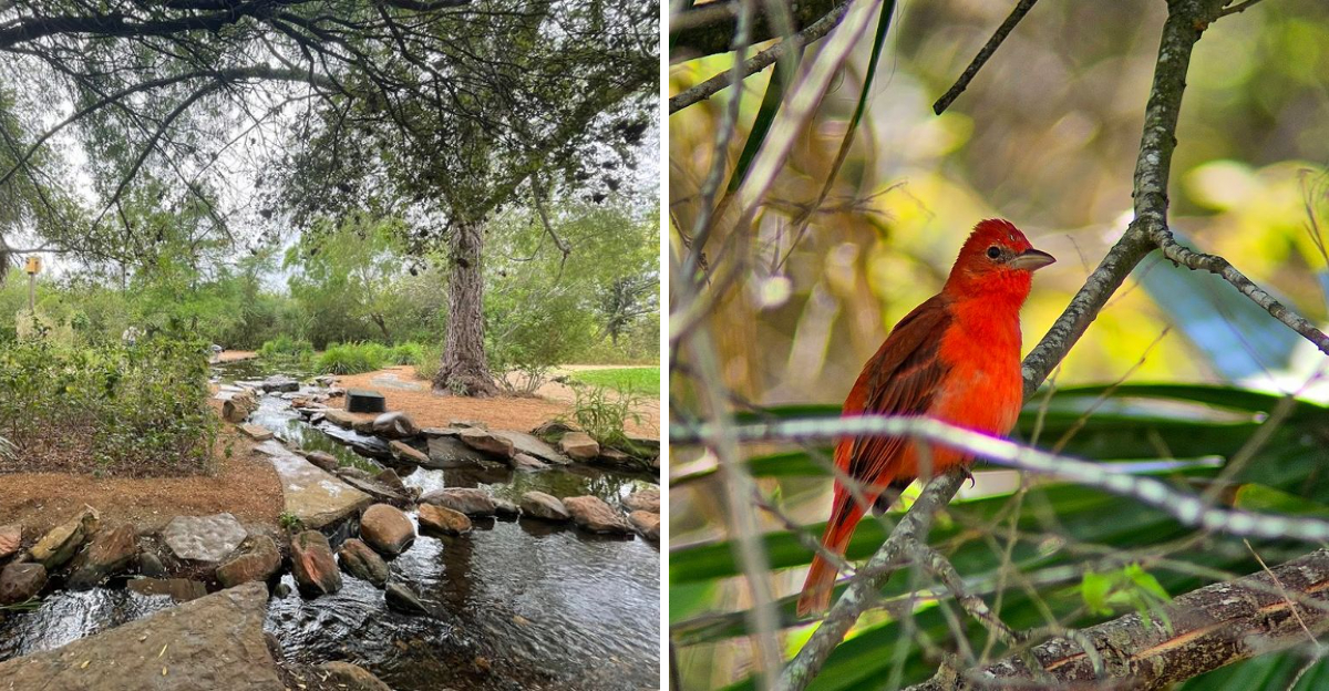 The hidden Texas nature center with quiet walking trails and native ...