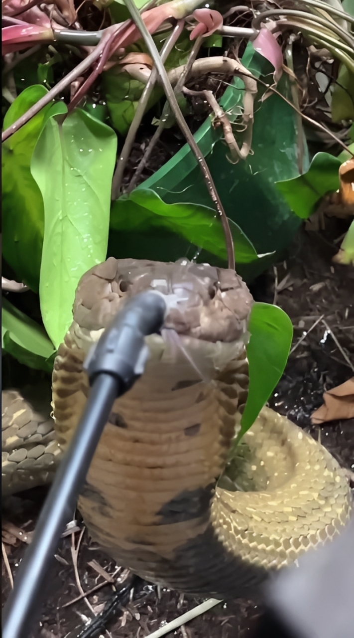 Giant king cobra drinks water!