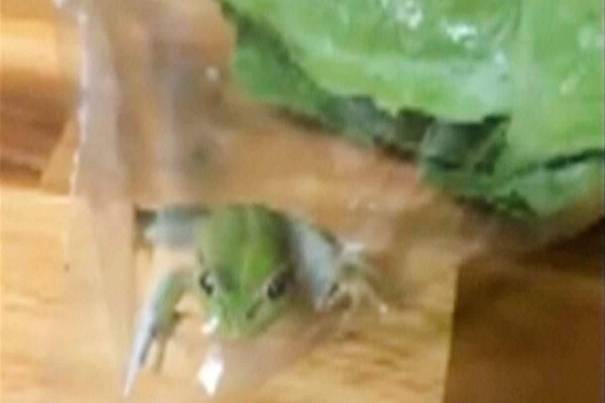 Farmer stunned as live frog found inside supermarket salad bag