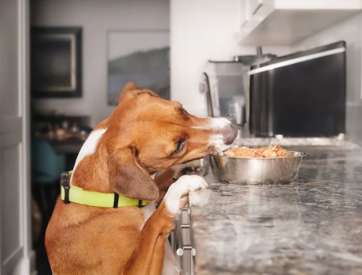 8 foods you should never keep on your kitchen counter!