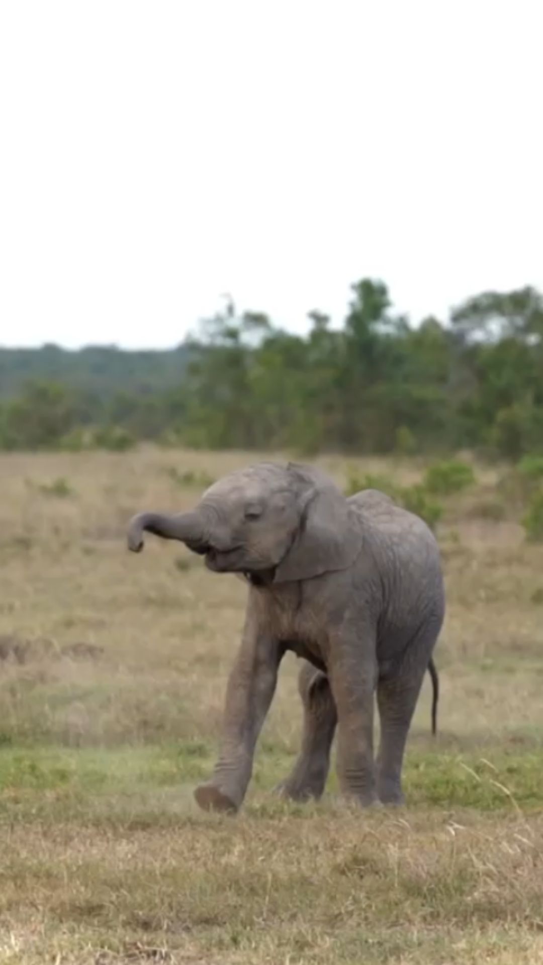 The adorable way baby elephants develop their personality