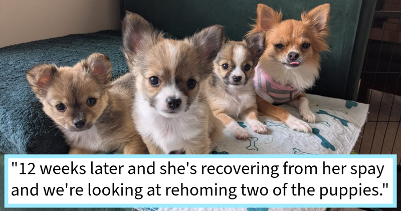 Year old Chihuahua gets saved by family from hoarders and unexpectedly ...