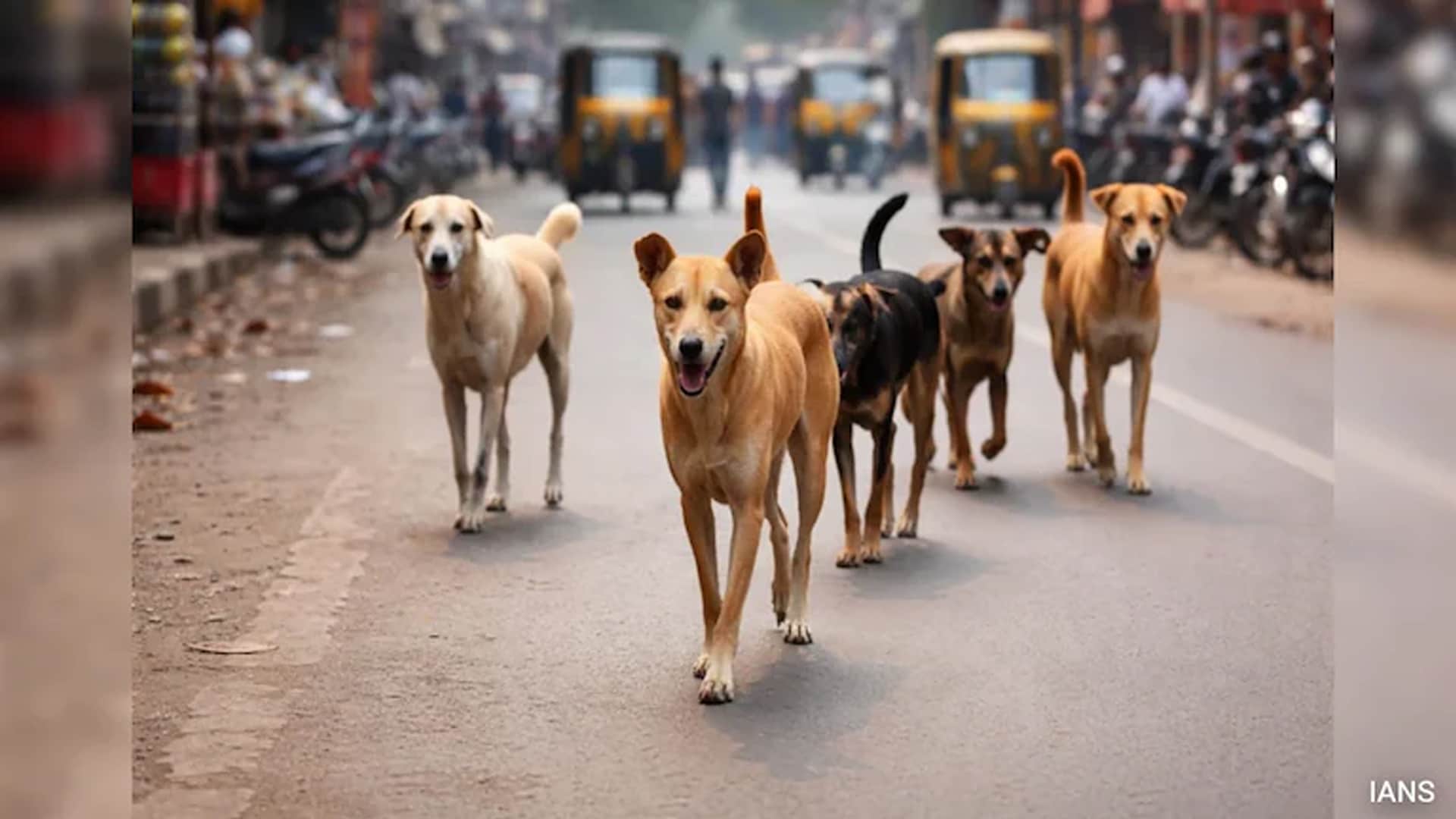 Public safety first: Supreme Court's major order on stray dogs