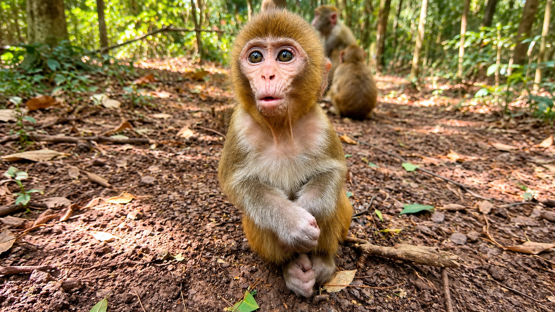 A baby monkey stares curiously while sitting quietly in forest