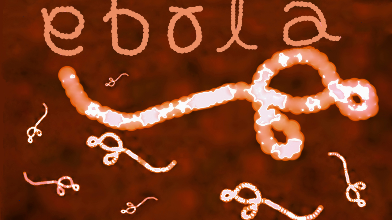 How did the 3rd Bundibugyo Ebola outbreak begin? Experts say delayed ...