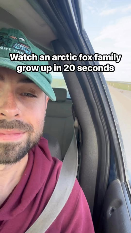 Watching arctic foxes grow up changed everything