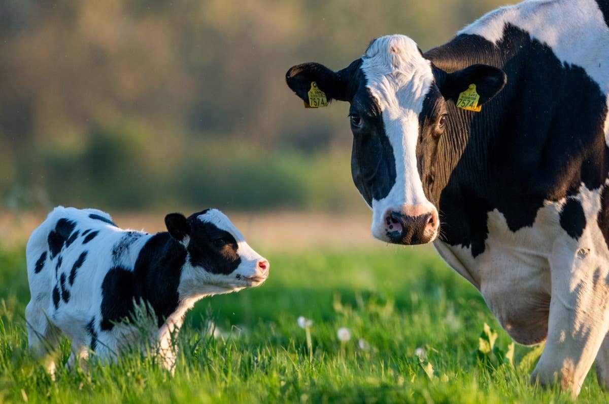 Mama cow unknowingly shares her meal with sneaky baby goat instead of ...