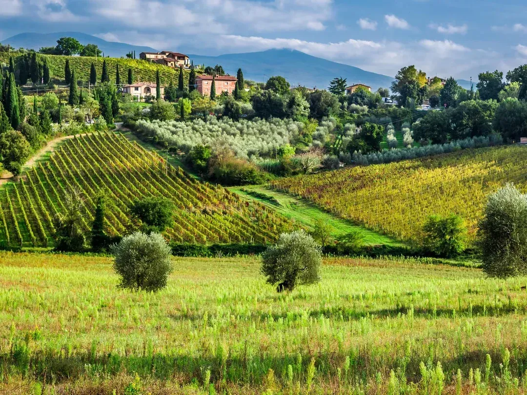 Where are the top destinations for true rosé enthusiasts?