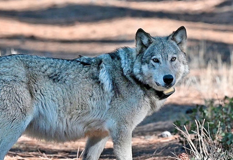 Dangerous beast spotted for the first time in 100 years in Sequoia ...