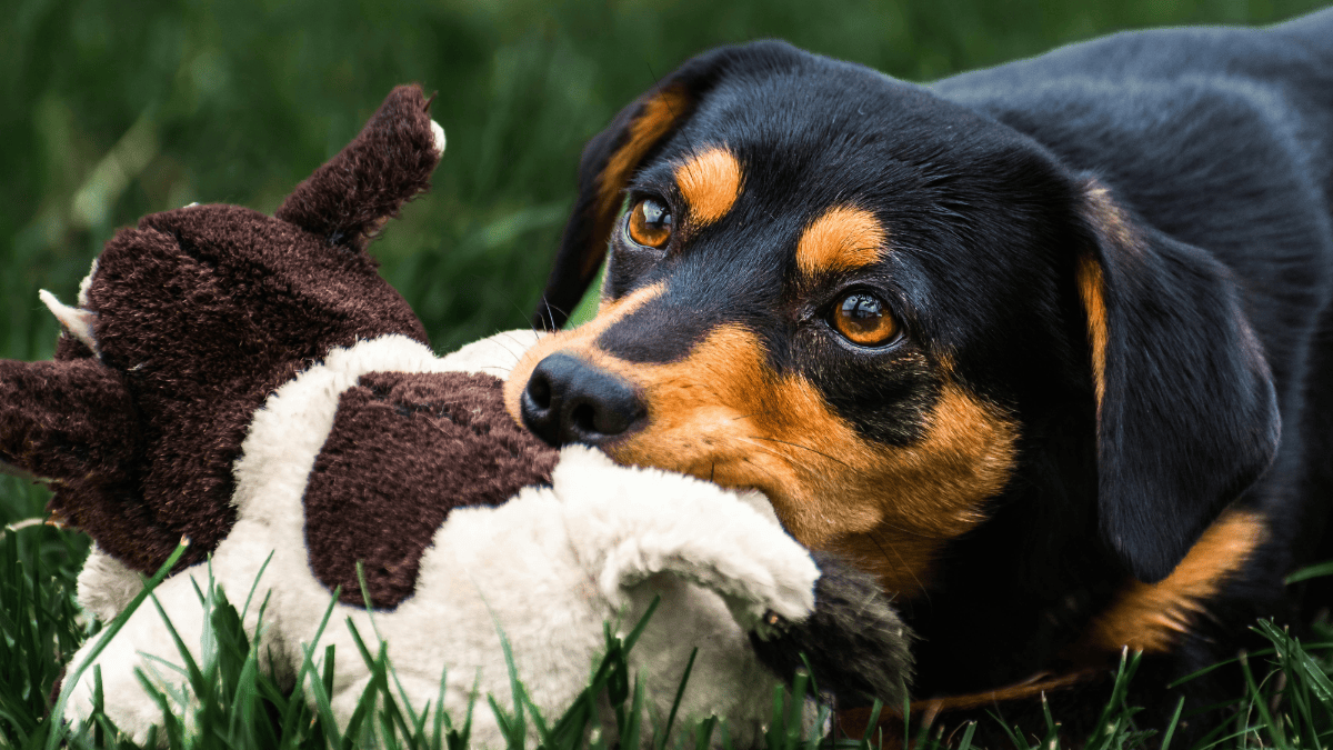 8 tiny things your pet does that mean I trust you
