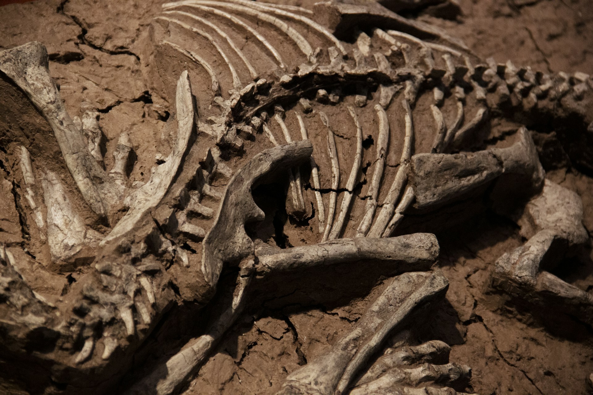 Pré-história: fóssil de um dinossauro gigante é encontrado na Tailândia