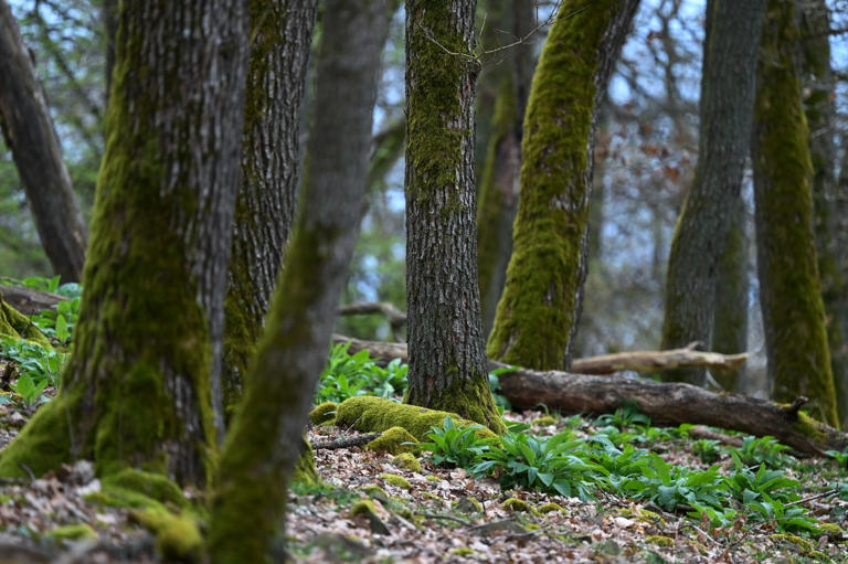 Time in nature boosts sense of life satisfaction, major study finds
