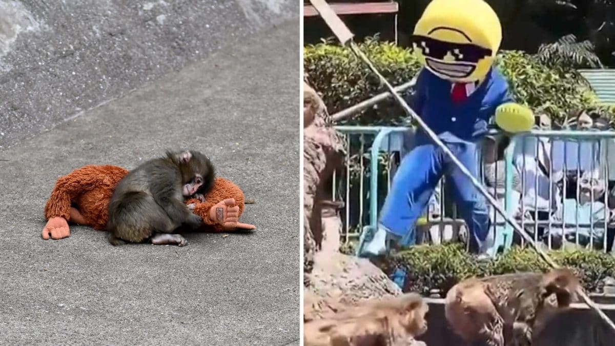 Salta nel recinto del macaco Punch per girare un video in costume ...