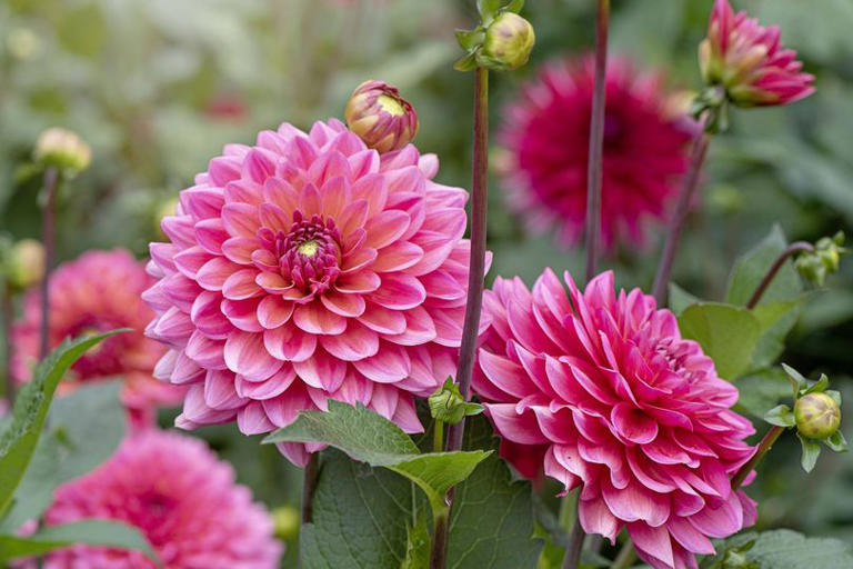 Five flowers and crops to plant now for a late summer garden display