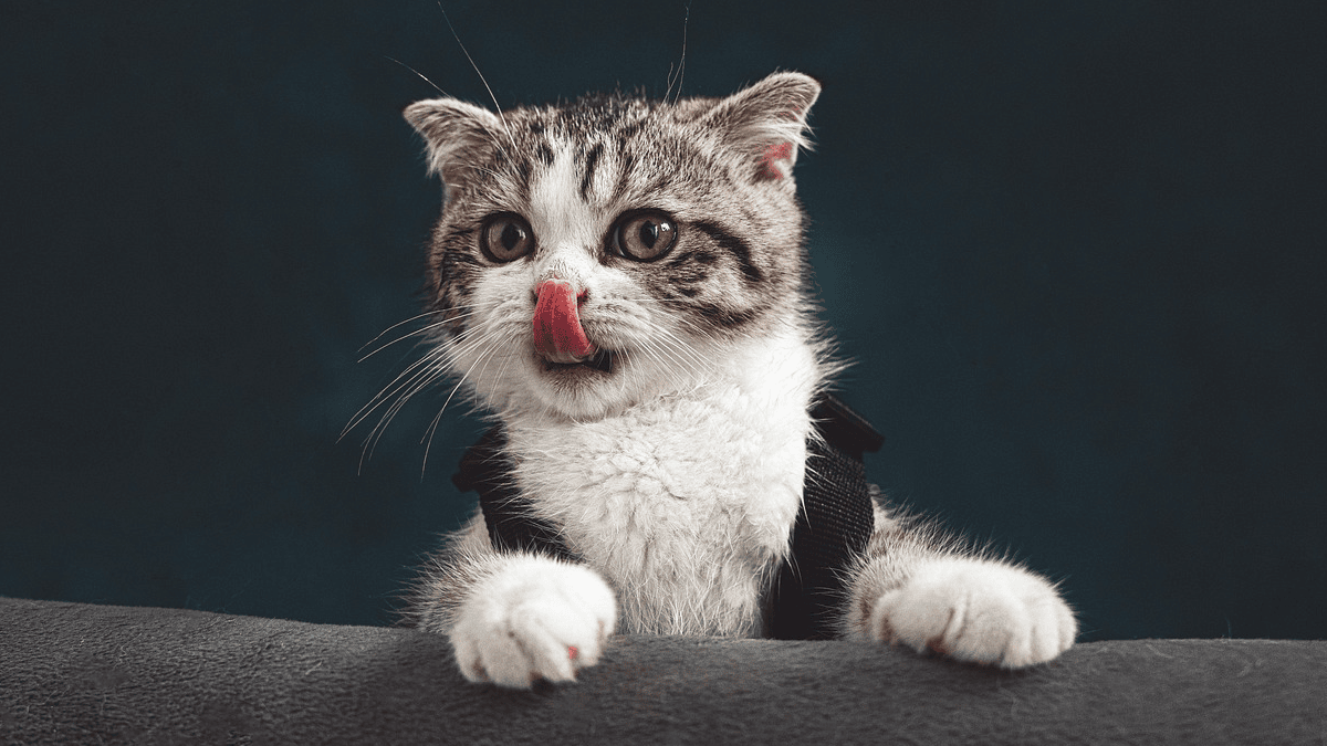 Your cat could be hiding kidney disease: Early signs vets want owners ...