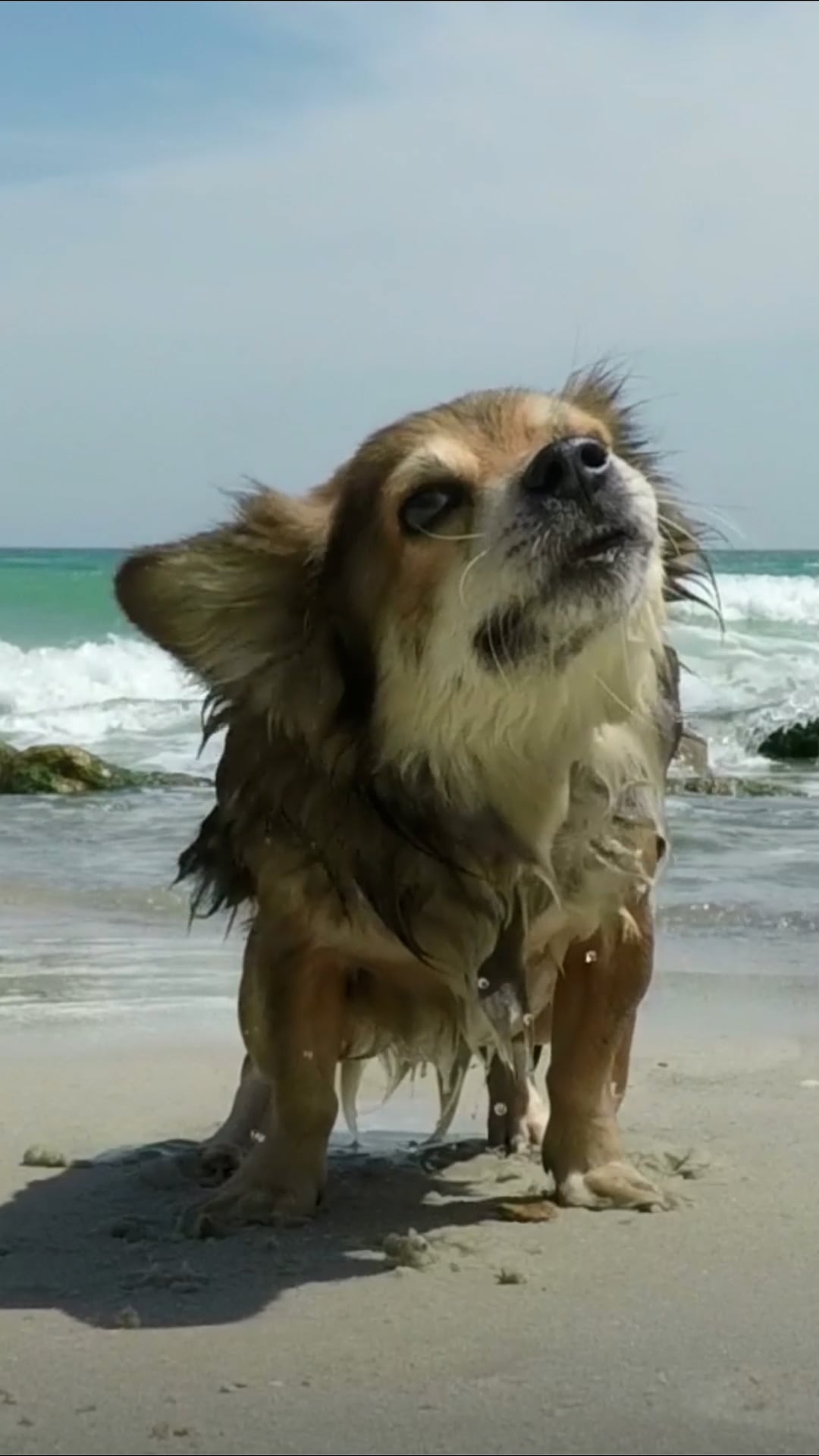 Dog friendly US beaches your pet will adore