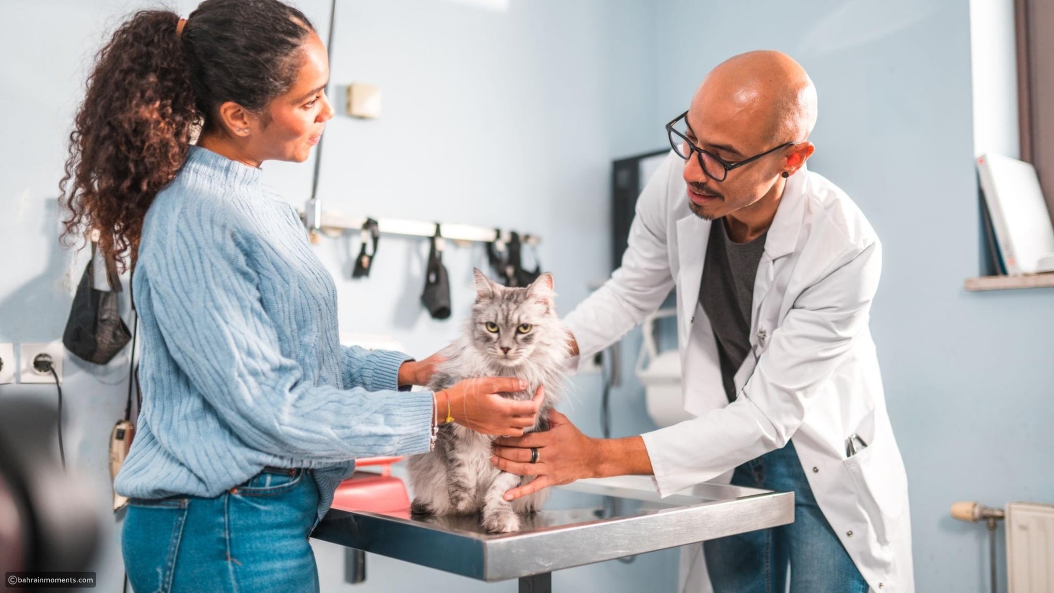 What vets want you to know about feeding dog food to cats