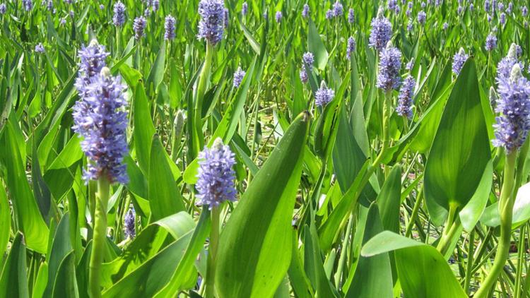 New TVA tool helps identify aquatic plants in Tennessee Valley reservoirs