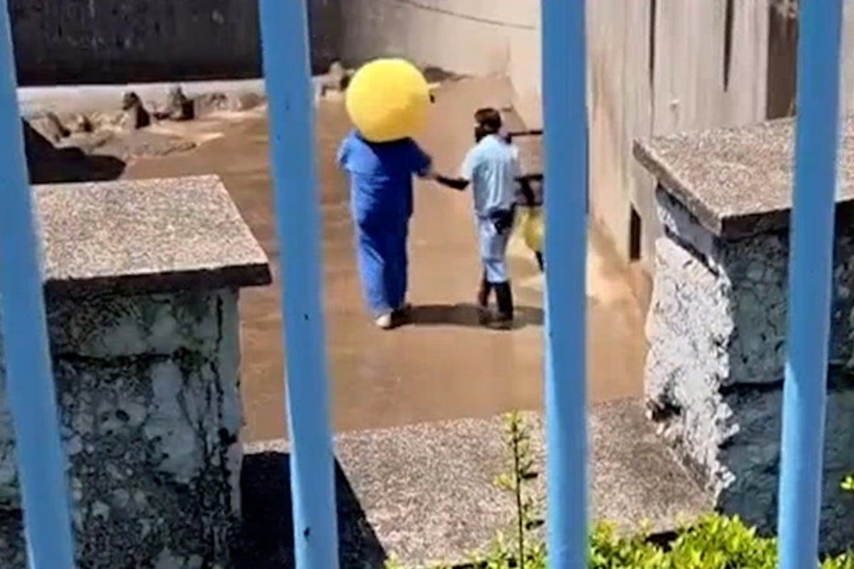 Watch: Tourist in emoji costume enters Punch the Monkey’s enclosure