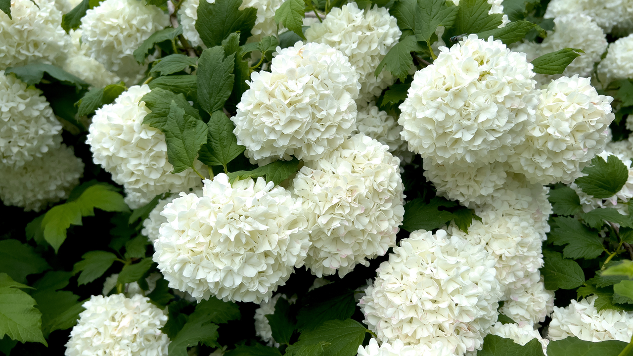 Sorry hydrangeas, this low-maintenance, fragrant shrub is better for ...