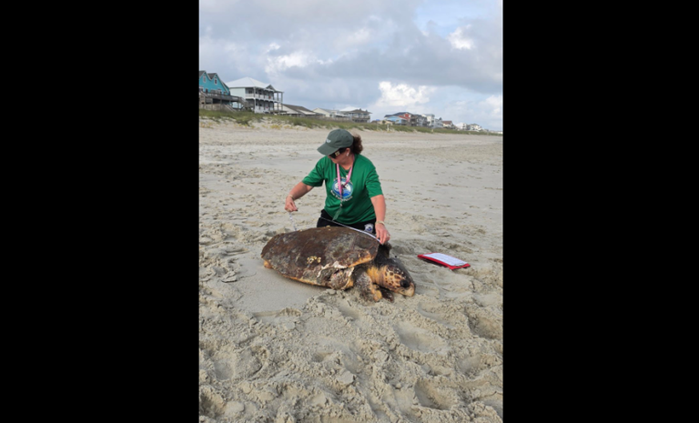200-pound sea creature found dead on NC beach was likely hit by boat ...