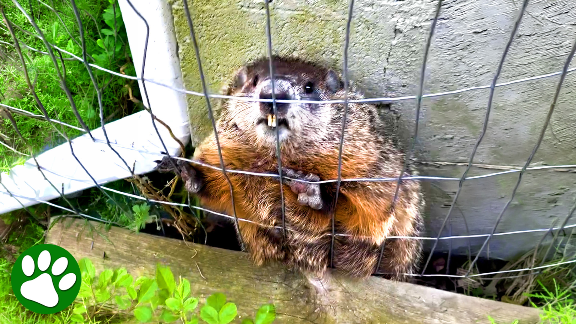 Kind man rescues groundhog stuck in dog pen 👏 ️
