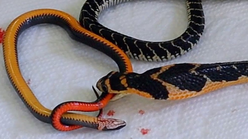 Baby king cobra eats another snake alive - caught on camera